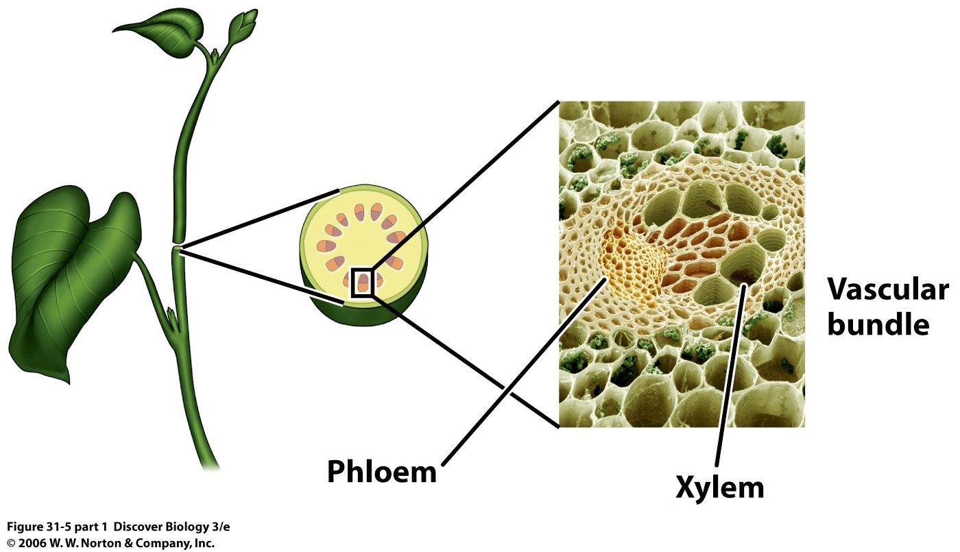 Xylem Diagram For Kids